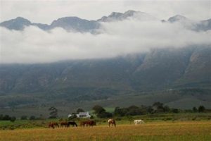 Gallery – Fynbos Guest Farm