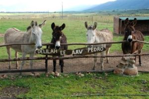 Gallery – Fynbos Guest Farm