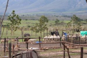 Gallery – Fynbos Guest Farm